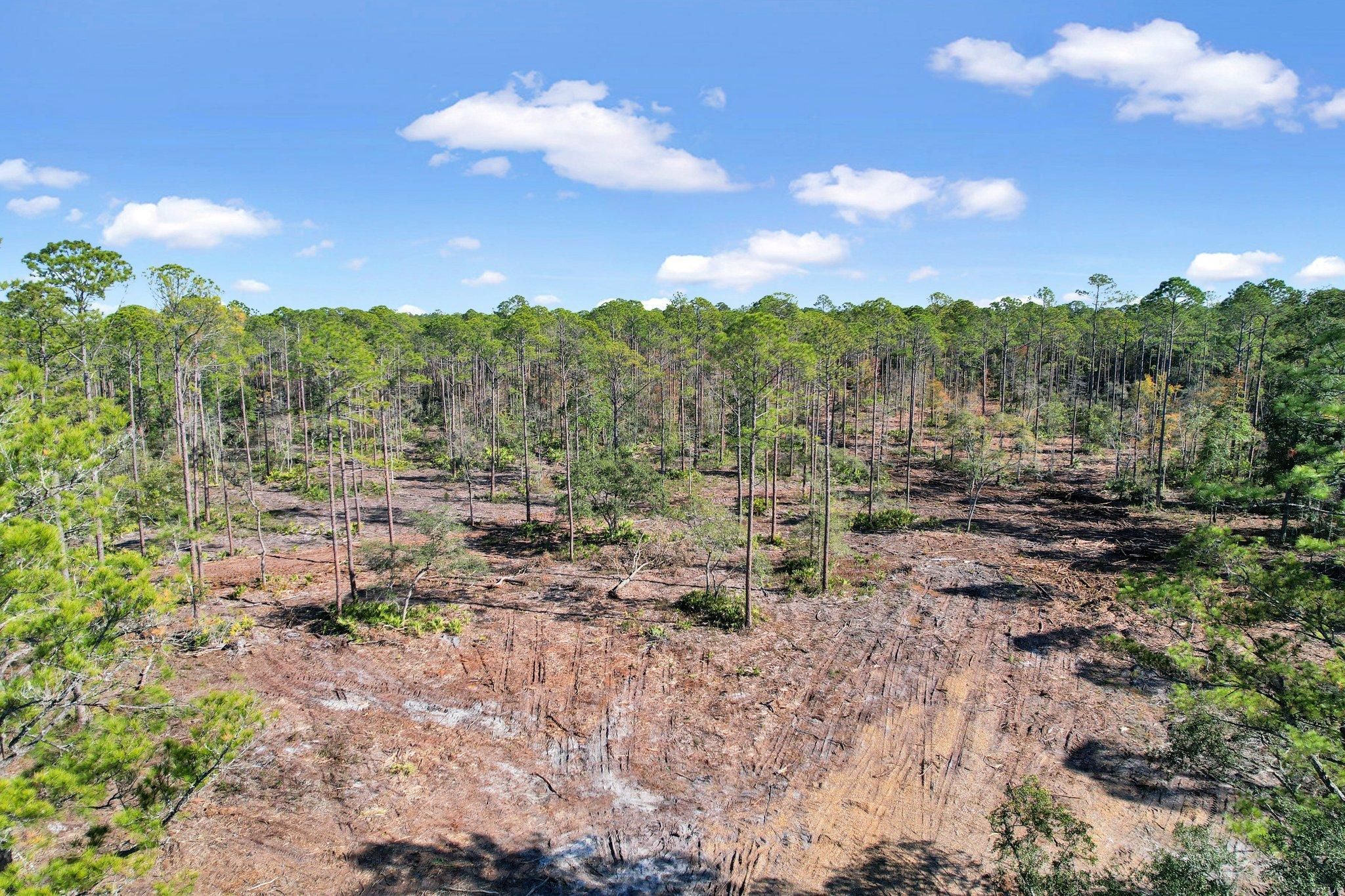 State Route 259, Waynesville, GA 31566 | MLS: 10424692 | Land.com