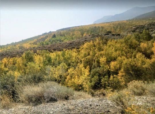 TBD Ryndon Parcel, Elko, NV 89801 | MLS: 3625352 | Land.com