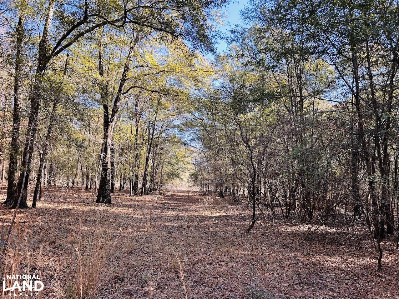 0 Harrison Mill Road, Coleman, GA 39836 | MLS: 11412355 | Land.com