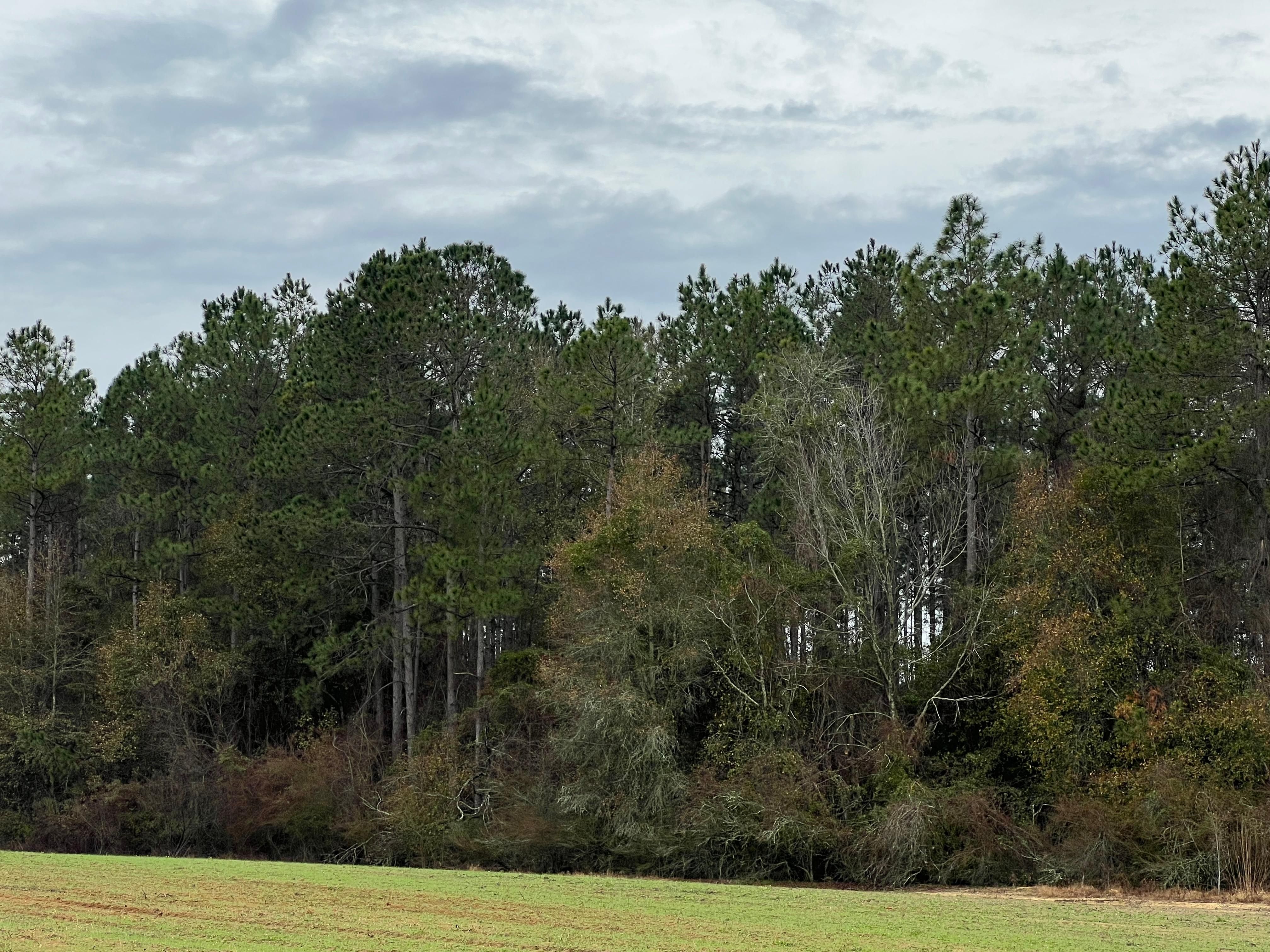 500 Willis Rd, Ty Ty, GA 31795 | Land.com