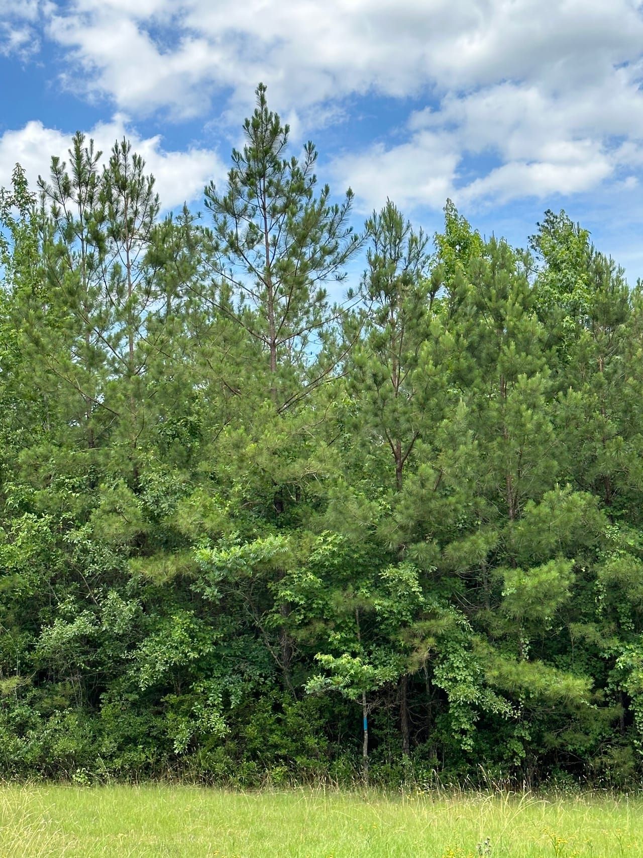 Appleton Road, Appleton, AL 36426 | Land.com