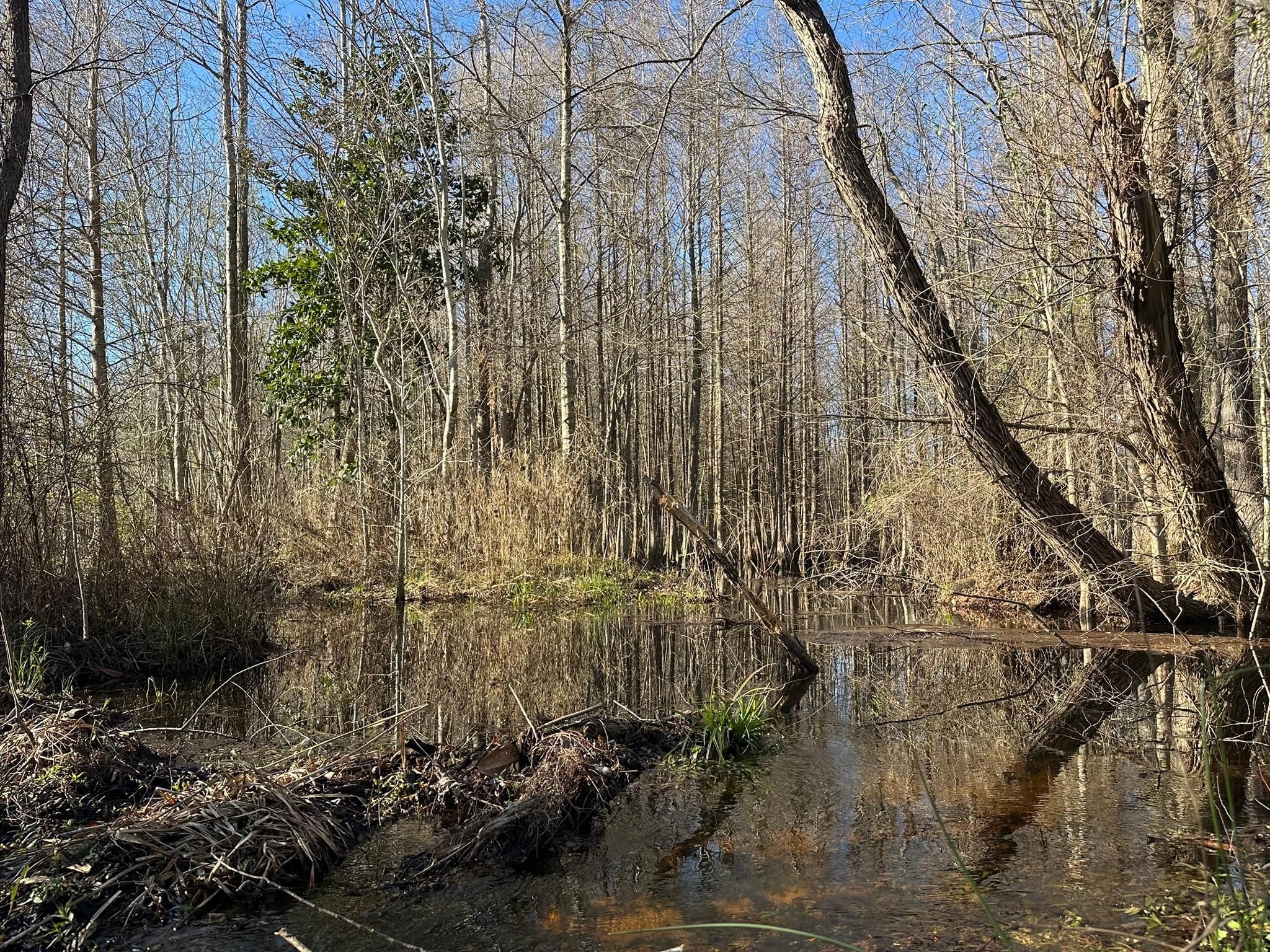 Mt Zion Rd, Gordon, AL 36343 | Land.com