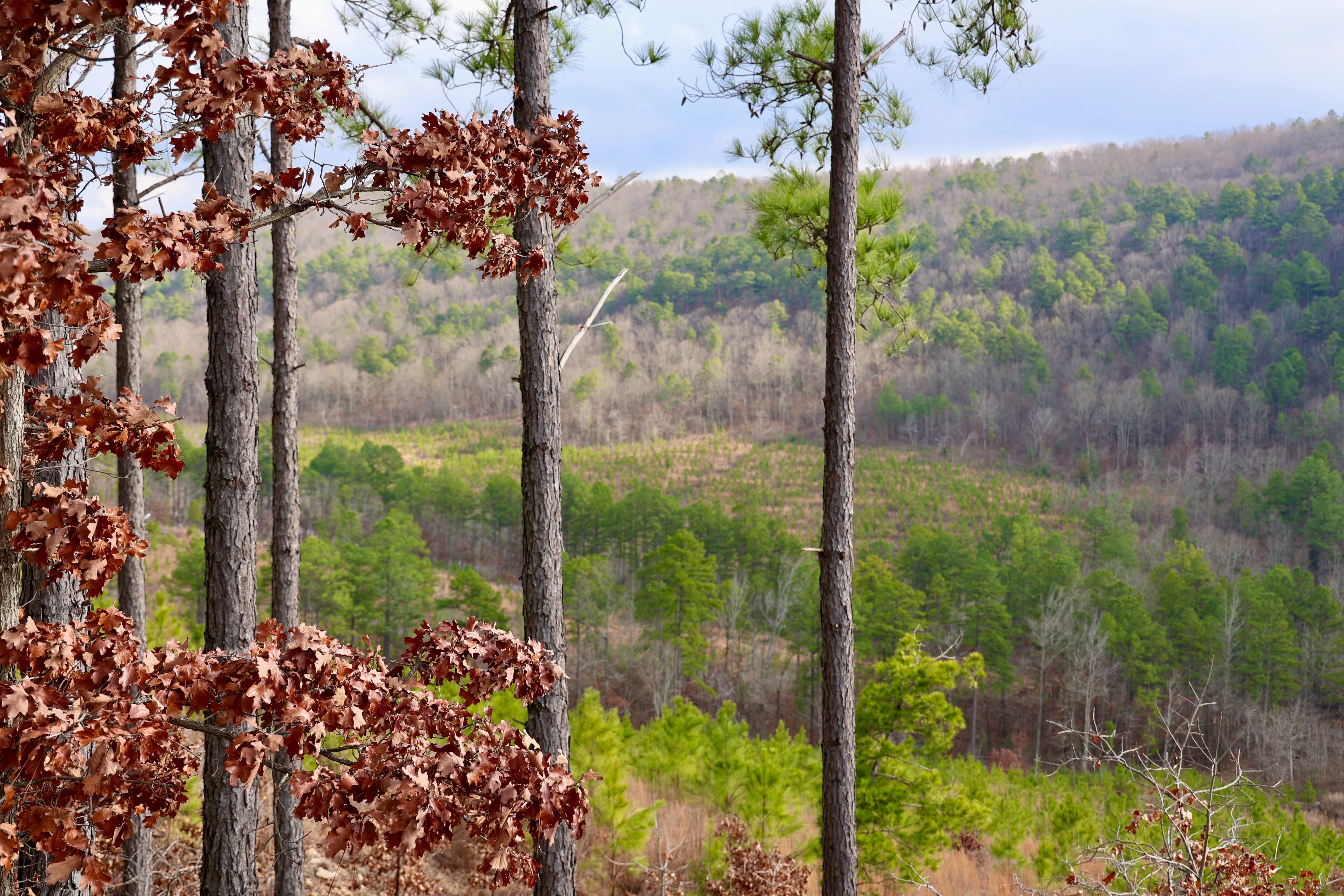 15 acres in Honobia, OK, 74957 | Land.com