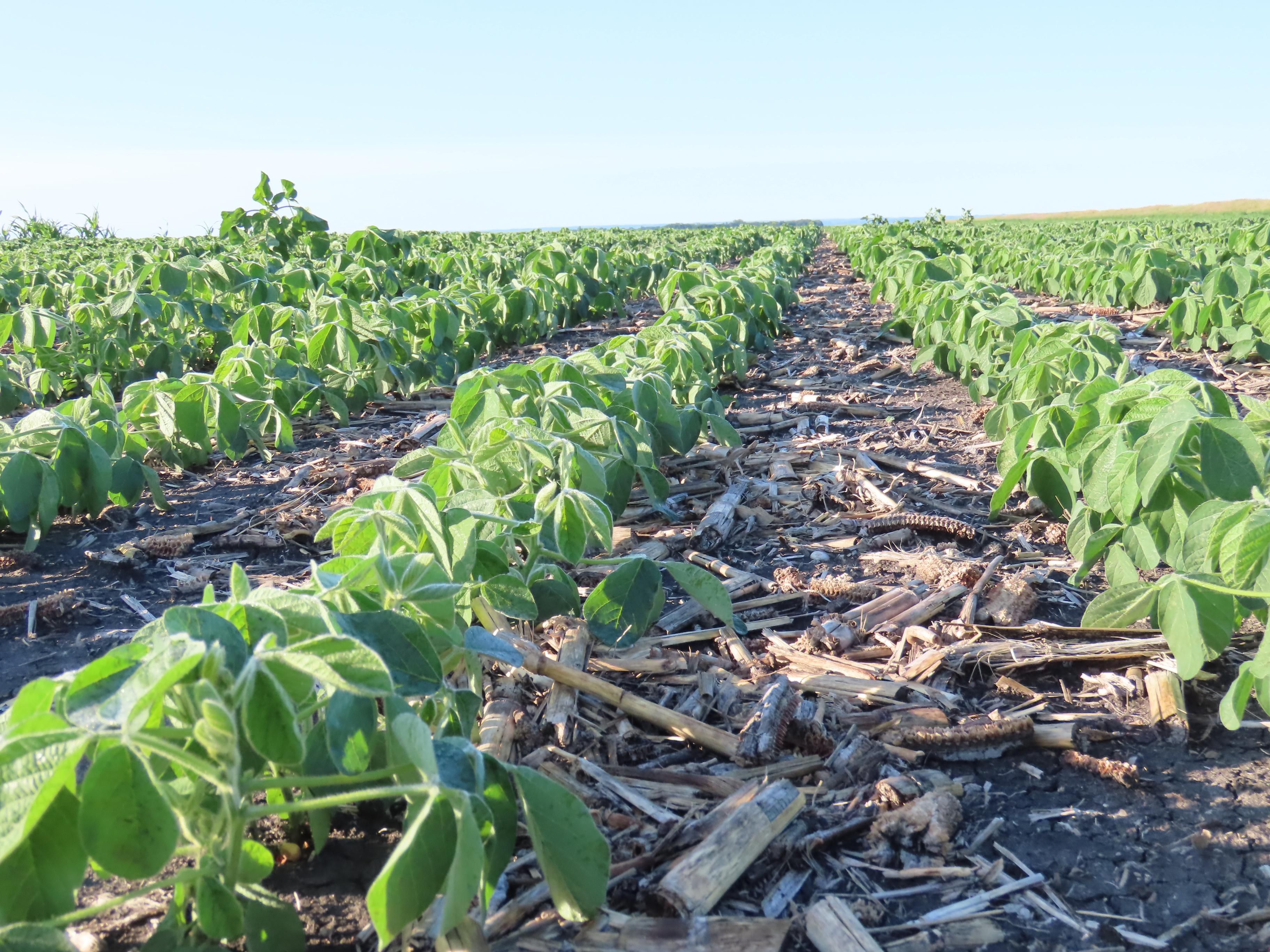 96.72 acres in Cavalier, ND, 58220 | Land.com