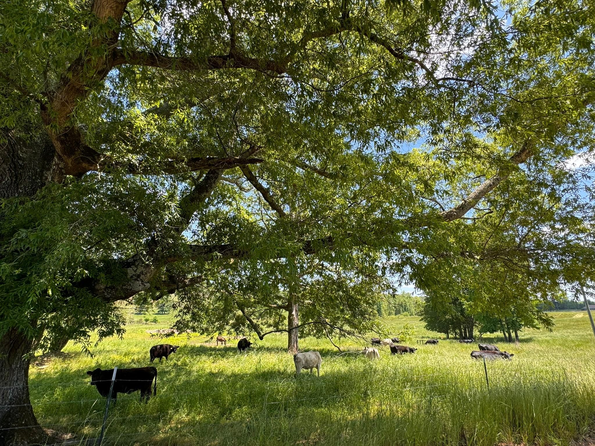 County Road 10, Winfield, AL 35594 | Land.com