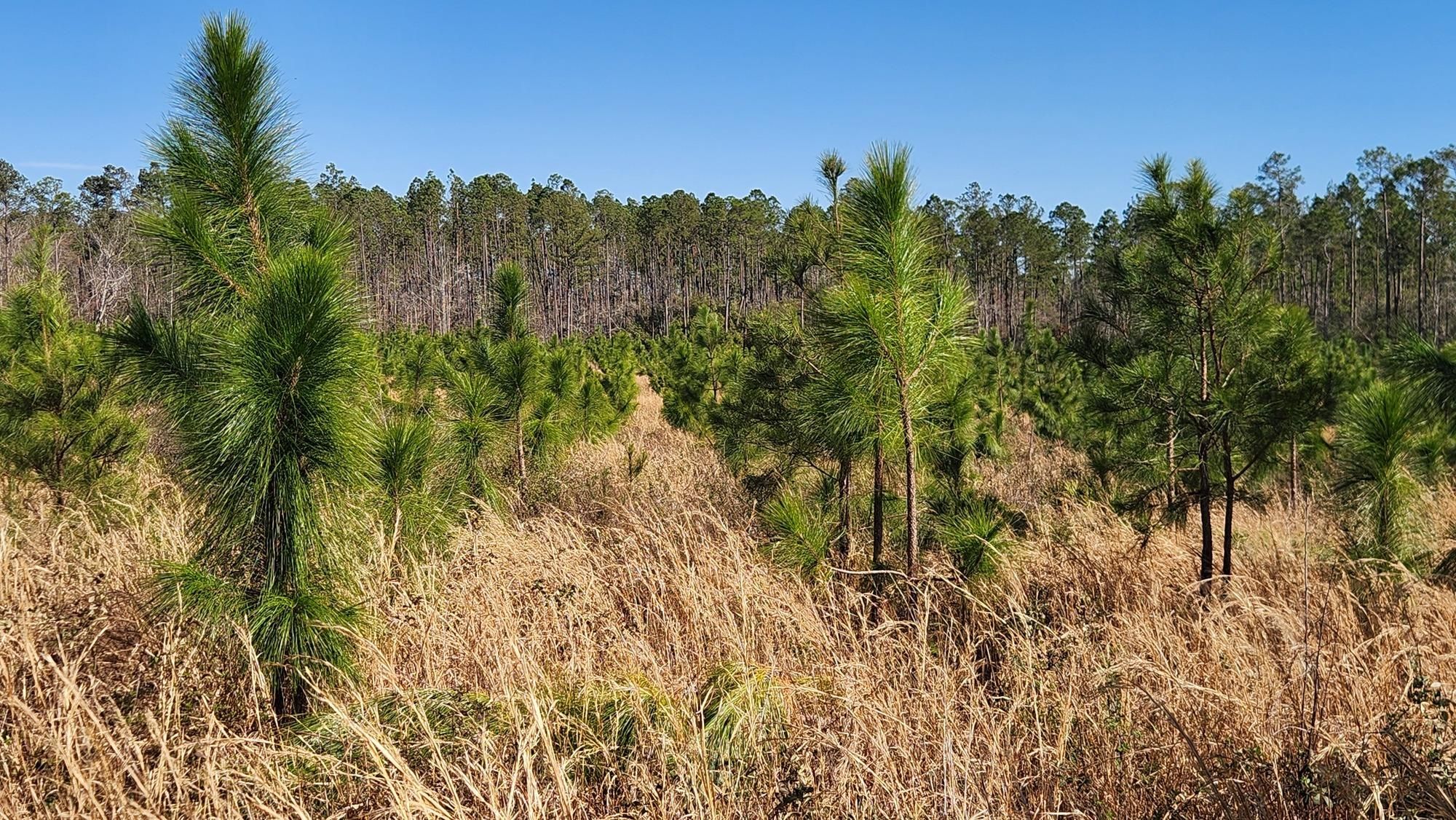 County Road 171, Axson, GA 31624 | Land.com