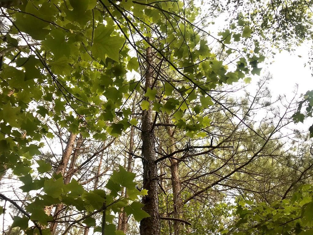 W. James Anderson Hwy, Buckingham, VA 23921 | MLS: 56952 | Land.com