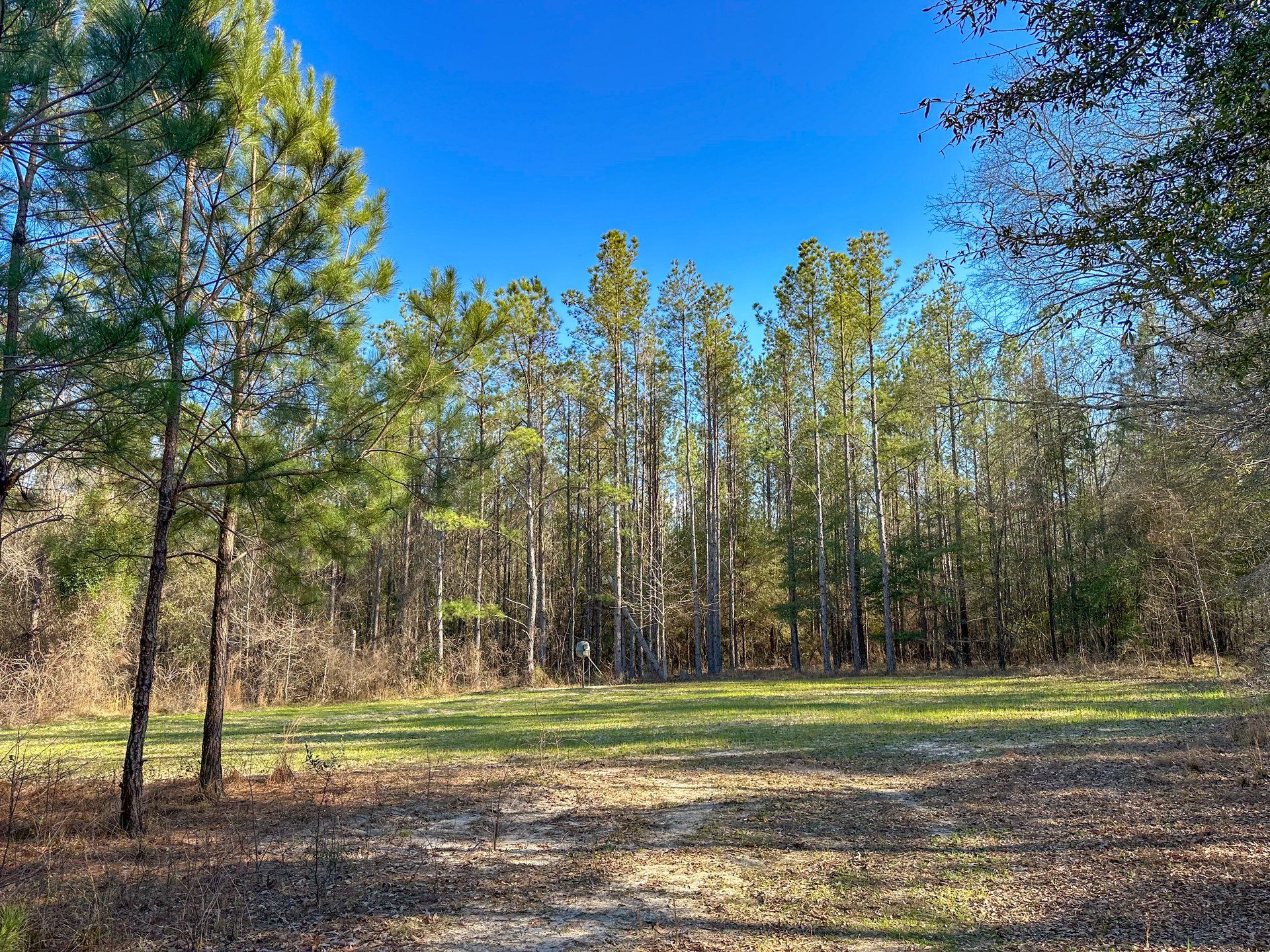 Highway 165, Pittsview, AL 36871 | Land.com