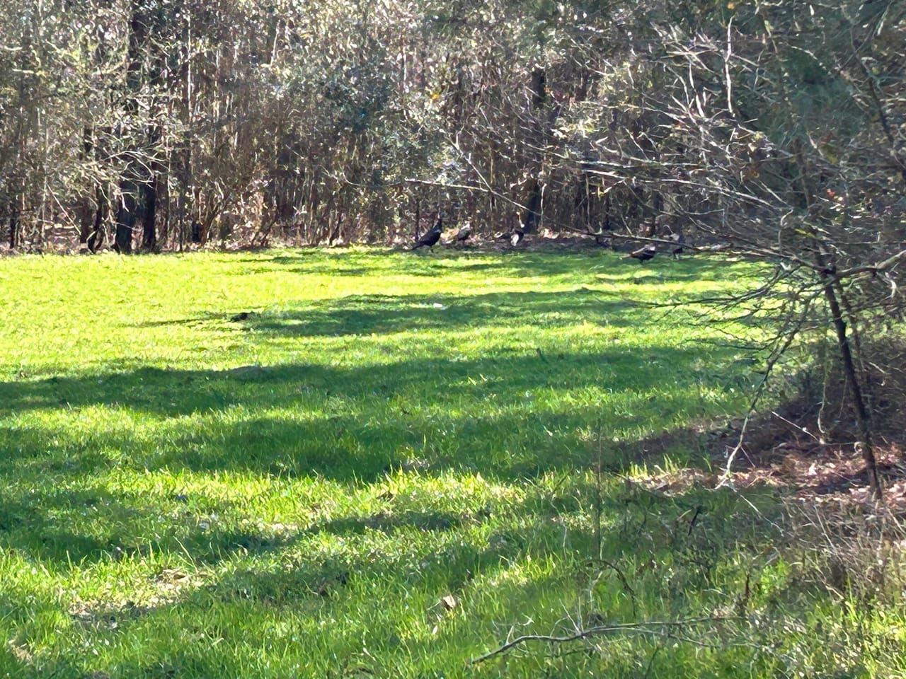 5232 Co Rd 77, Rutledge, AL 36071 | Land.com