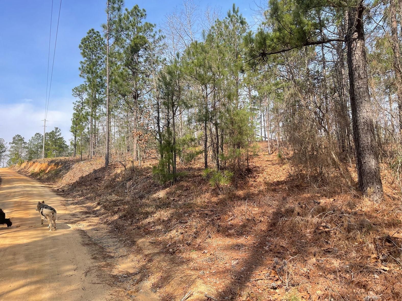 Gun-O-Field Road, Wallace, SC 29512 | Land.com