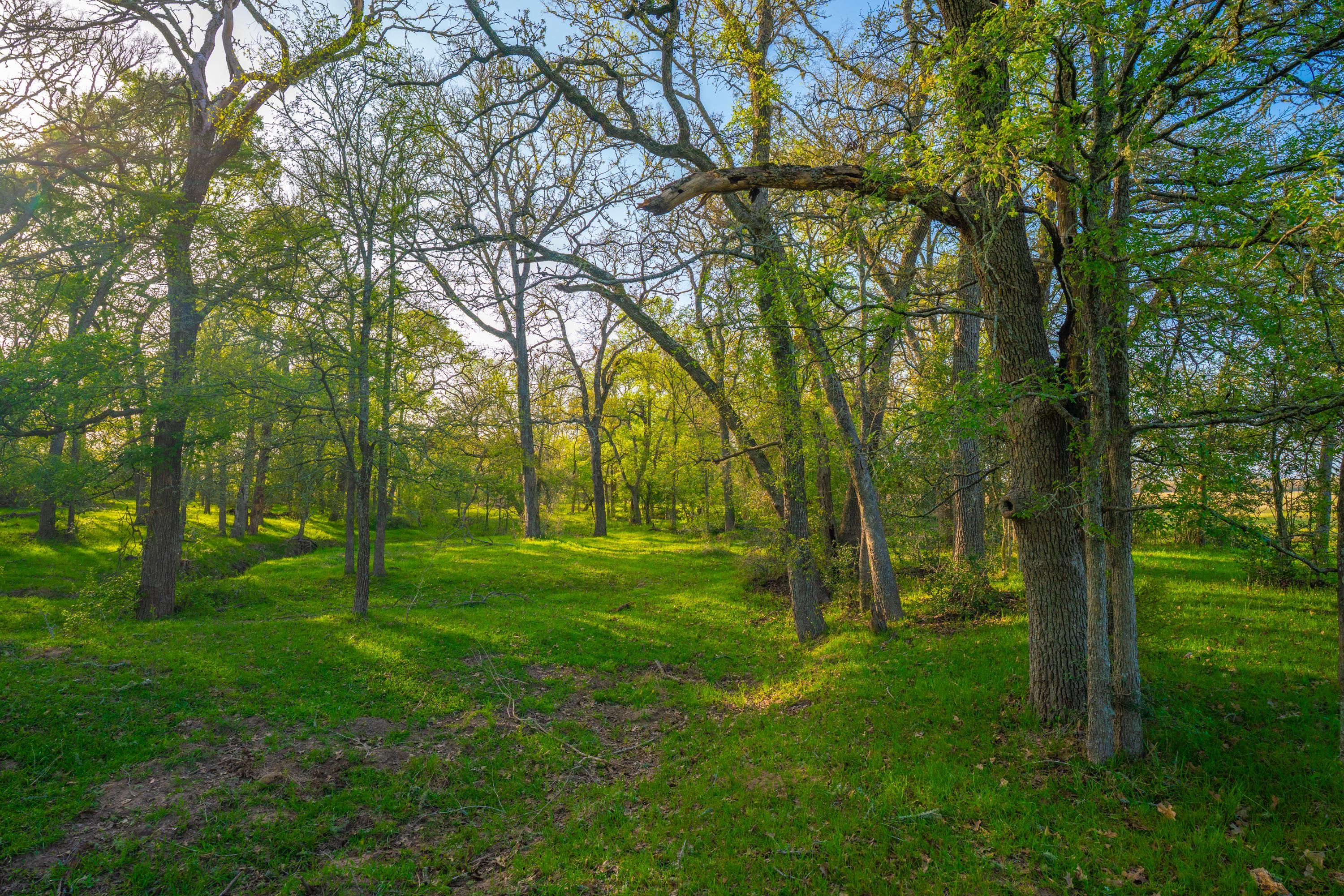 538 County Road 423, Somerville, TX 77879 | MLS: 1853332 | Land.com