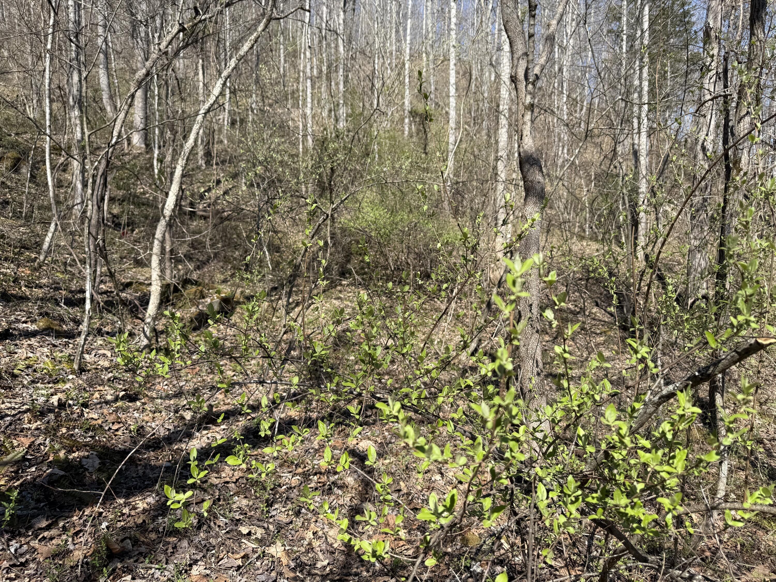 10289 Kentucky 40, Van Lear, KY 41265 | MLS: 25006190 | Land.com