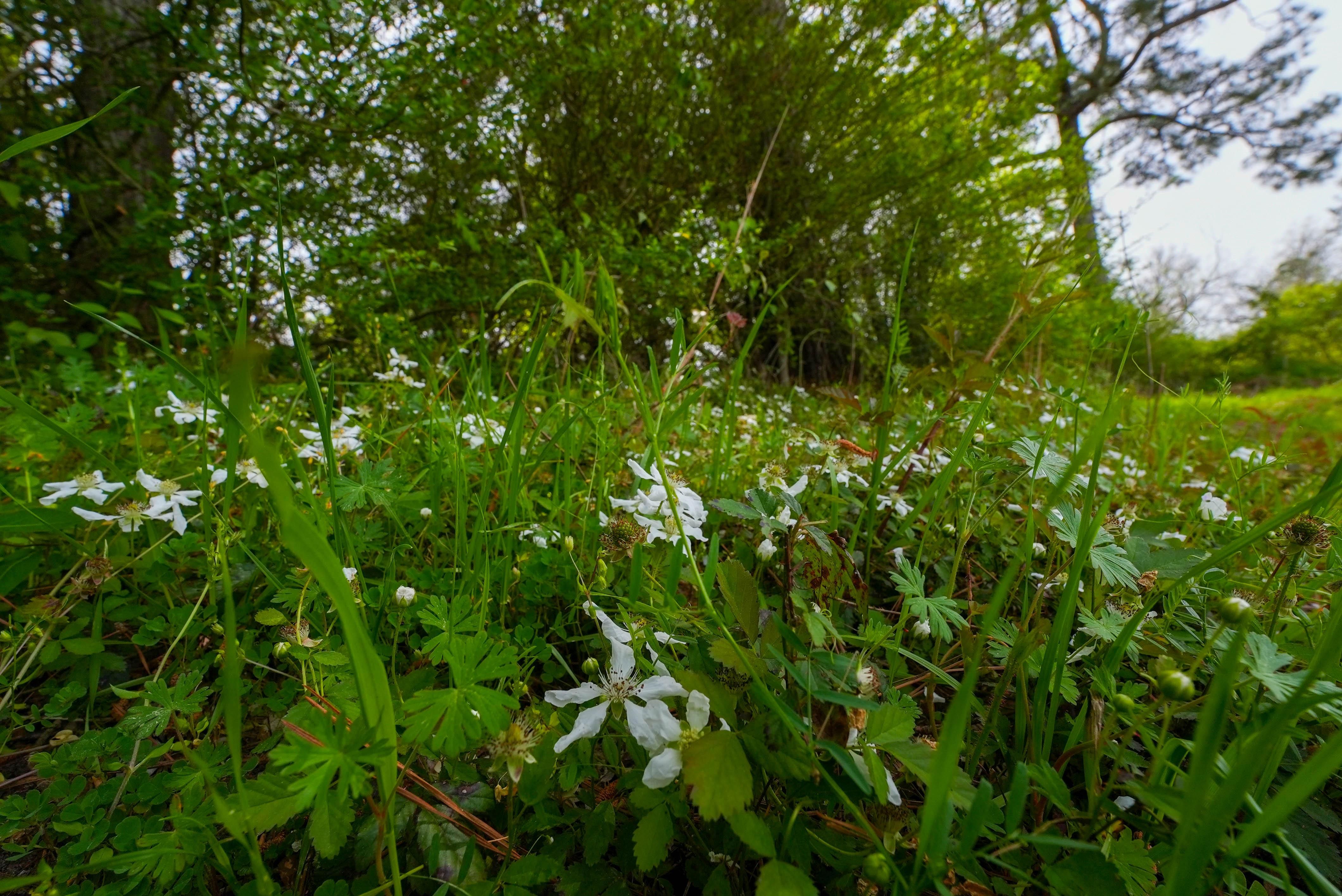 Texas 87, Newton, TX 75966 | Land.com