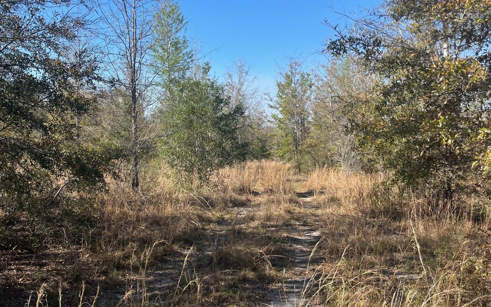 SW SW CR 141, Jasper, FL 32052 | MLS: 126603 | Land.com