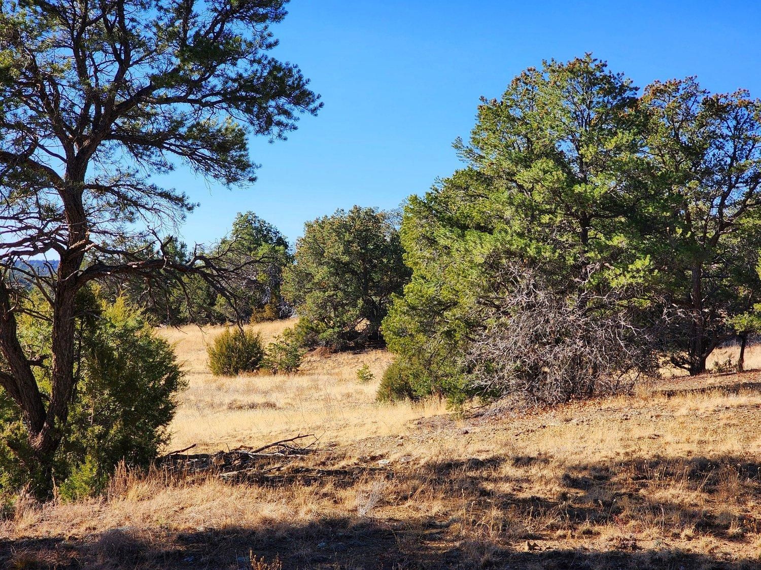 Candy Kitchen Rd, Ramah, NM 87321 | Land.com