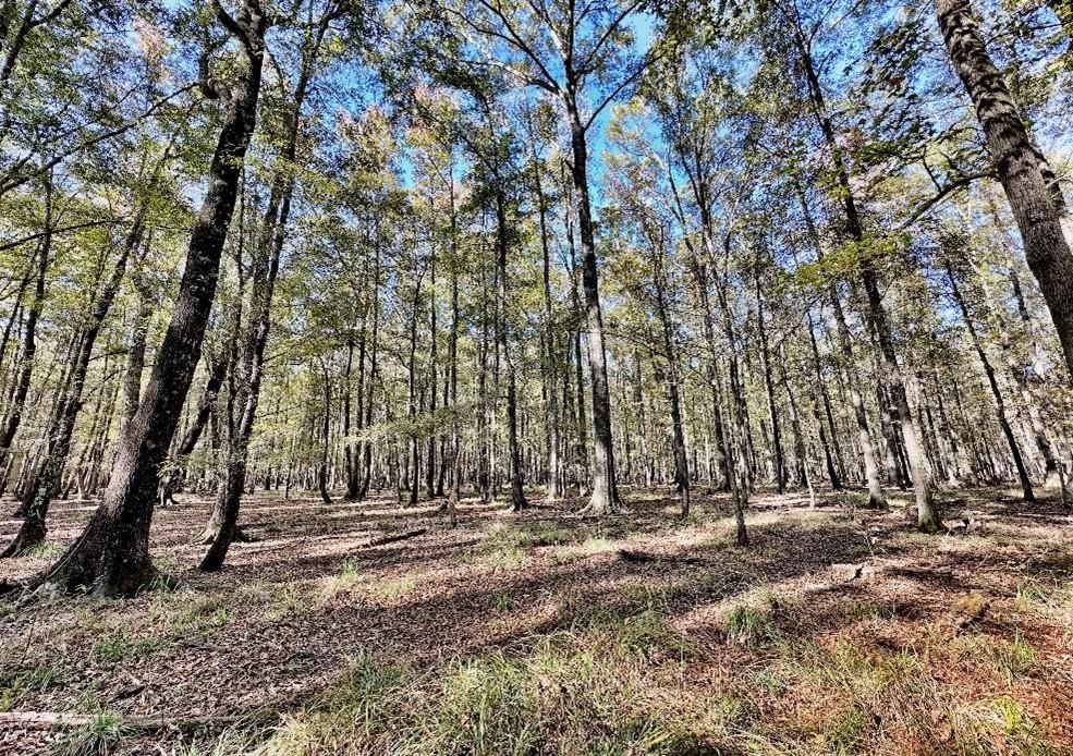 Terminal Road, Holy Trinity, AL 36856 | Land.com