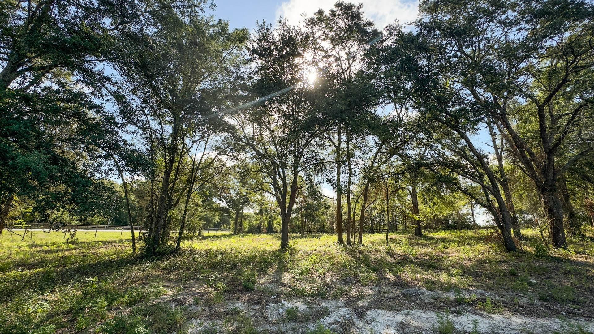 County Road 340, Bell, FL 32618 | MLS: 13-08-14-0000-0005-0010 | Land.com