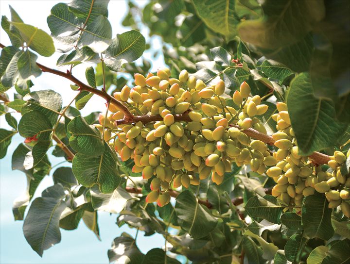 8 parcels SW of Riverdale, CA, S. of Elgin Avenue, N. of Grangeville ...