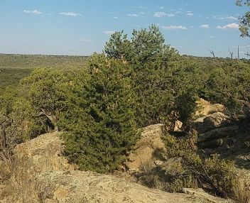 County Road, Concho, AZ 85924 | Land.com