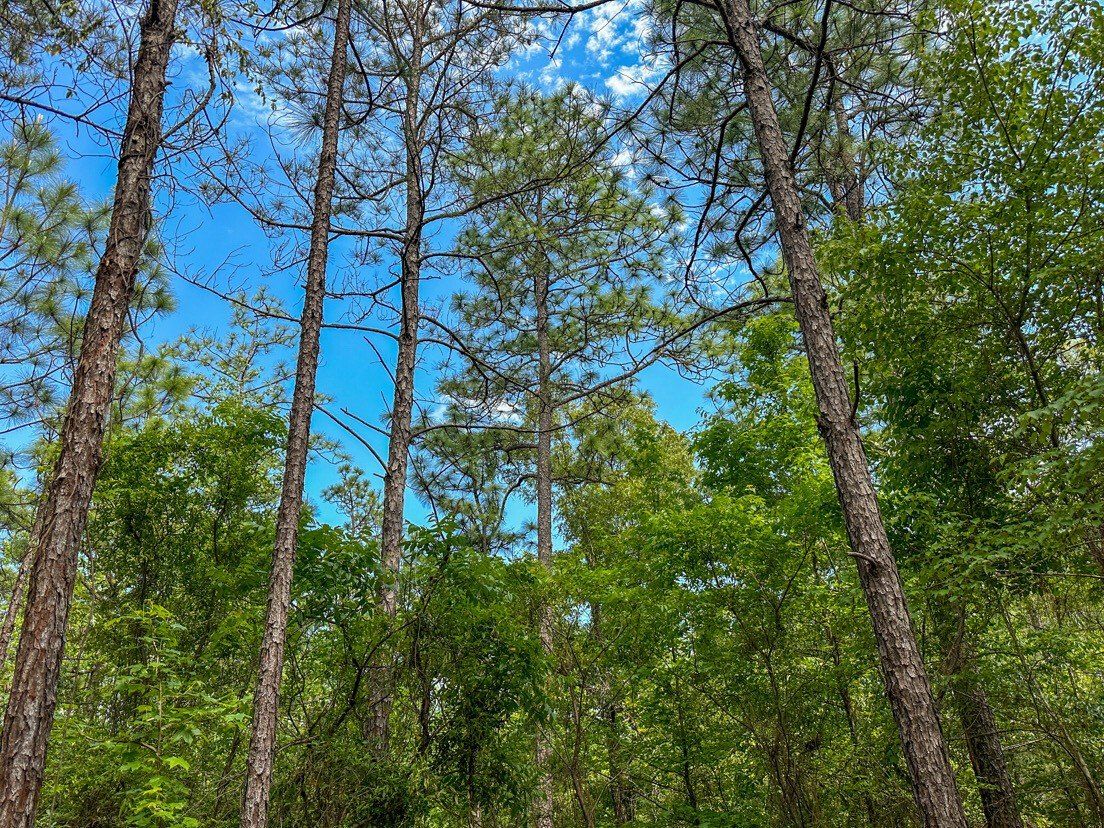 0 Ollie Mccullough Road, Sprott, AL 36756 | MLS: 11498940 | Land.com