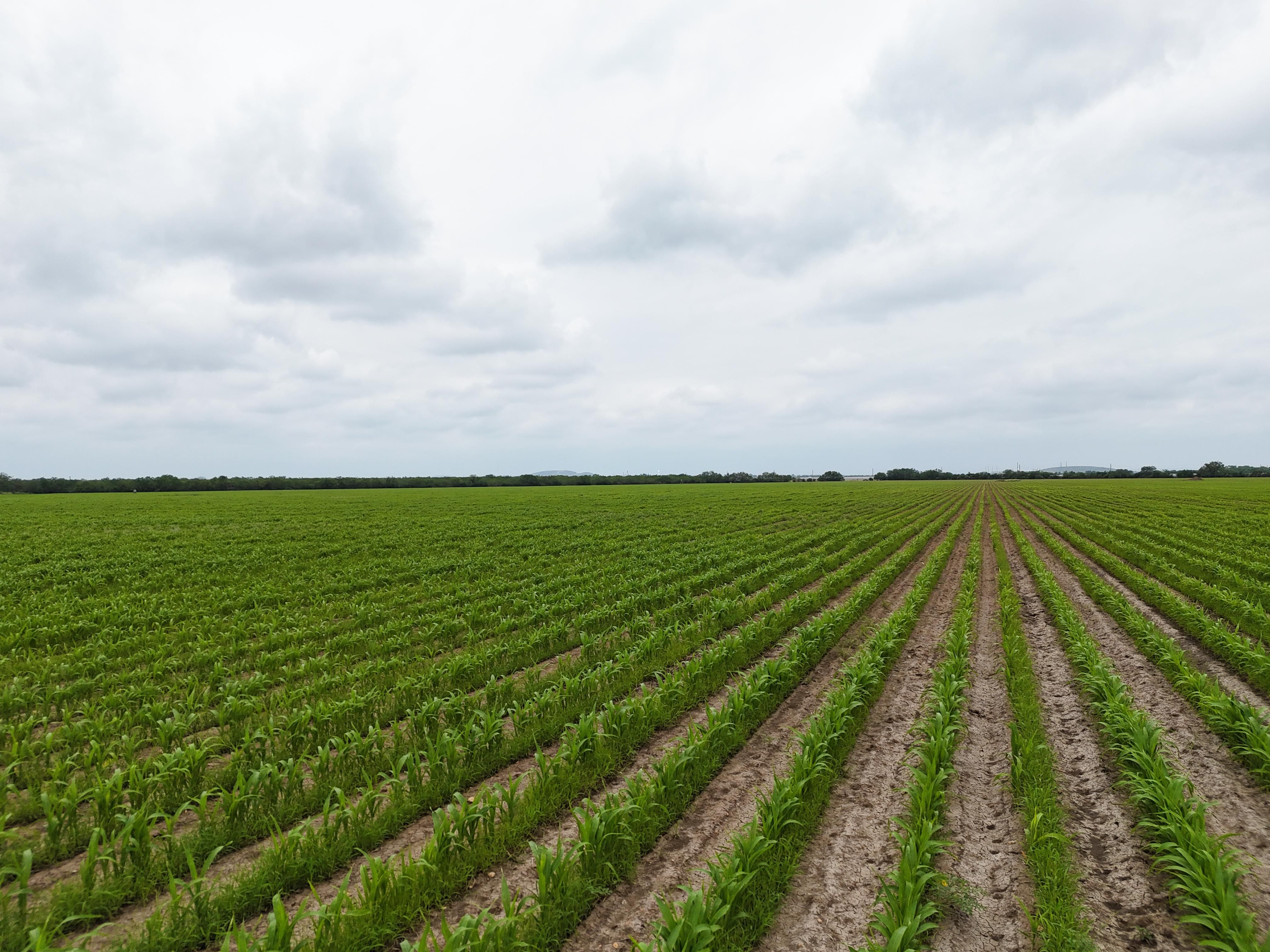 County Road 303, Knippa, TX 78870 | Land.com