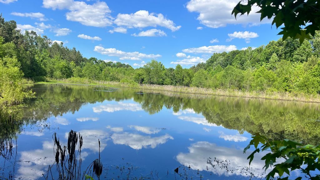 Bull Branch Rd., Midville, GA 30441 | MLS: 10535809 | Land.com