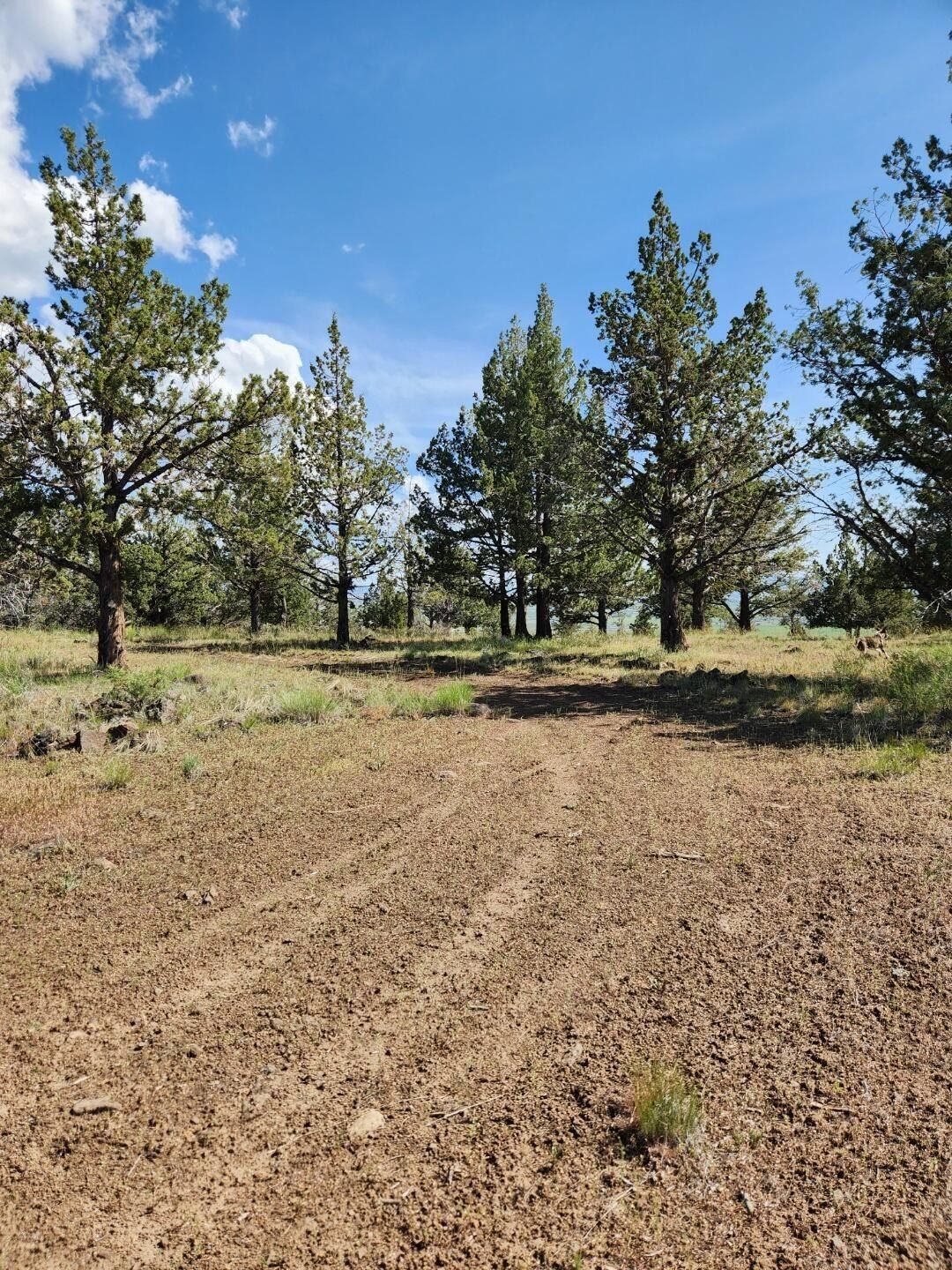 Hummingbird Lane, Alturas, CA 96101 | MLS: 220203555 | Land.com