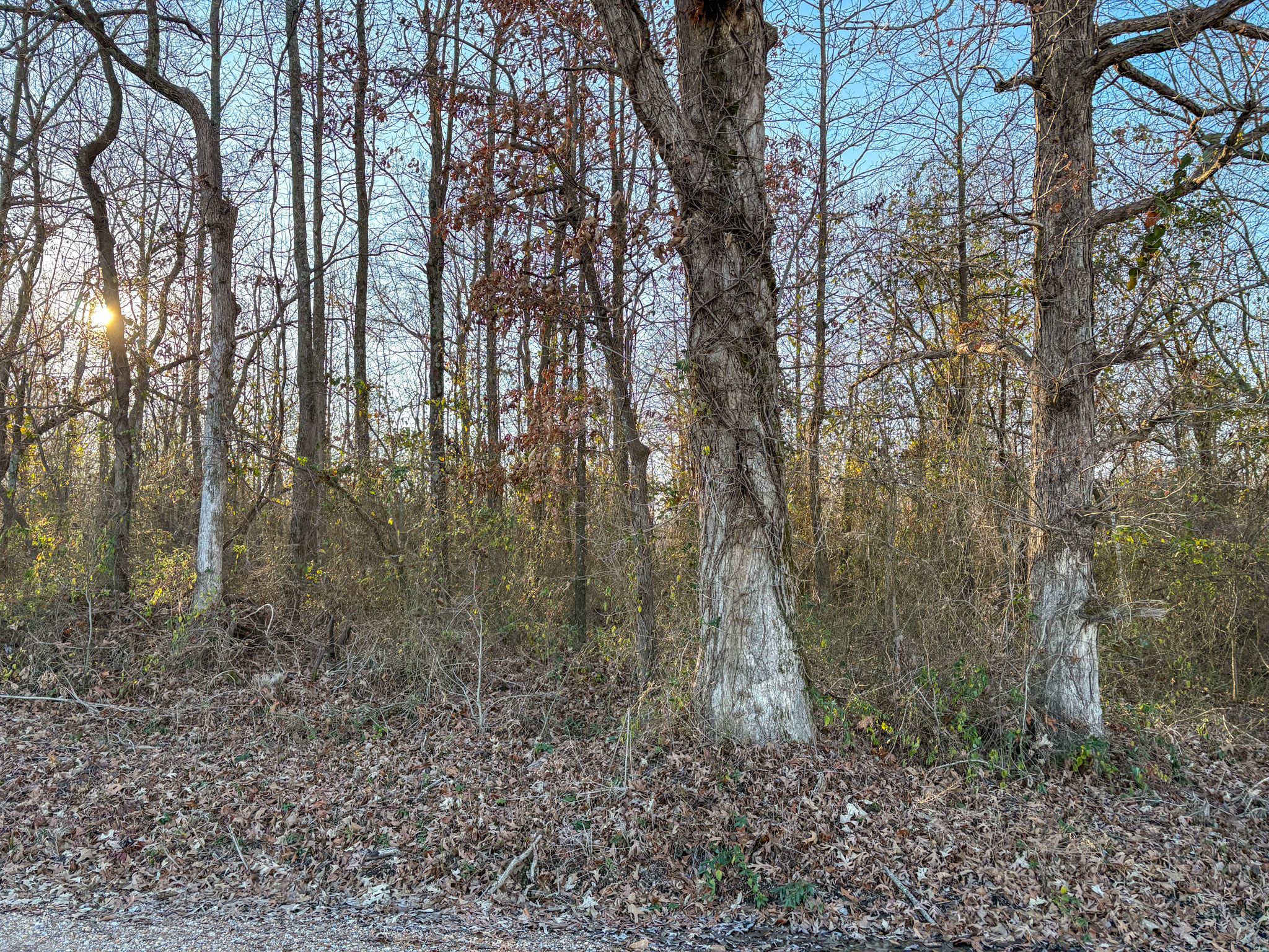 1 State Hwy AA, Naylor, MO 63953 | Land.com