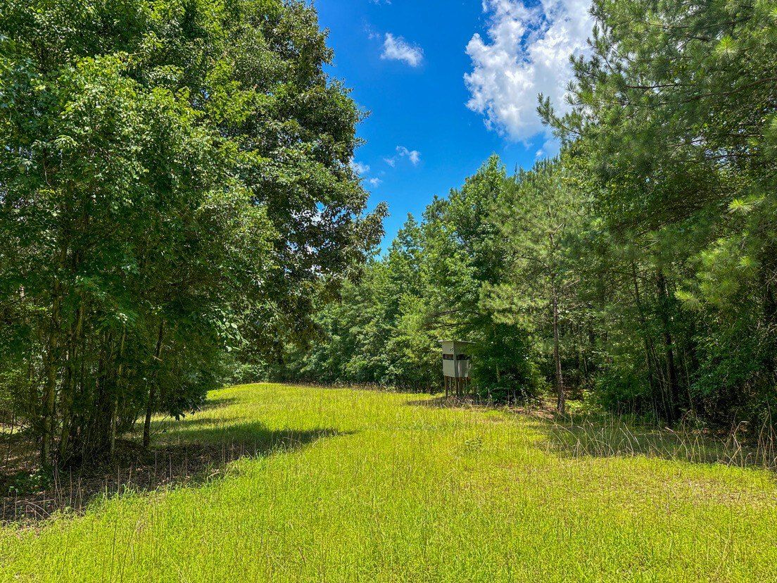 0 Holsombech Swamp Road, Sprott, AL 36756 | MLS: 11525502 | Land.com