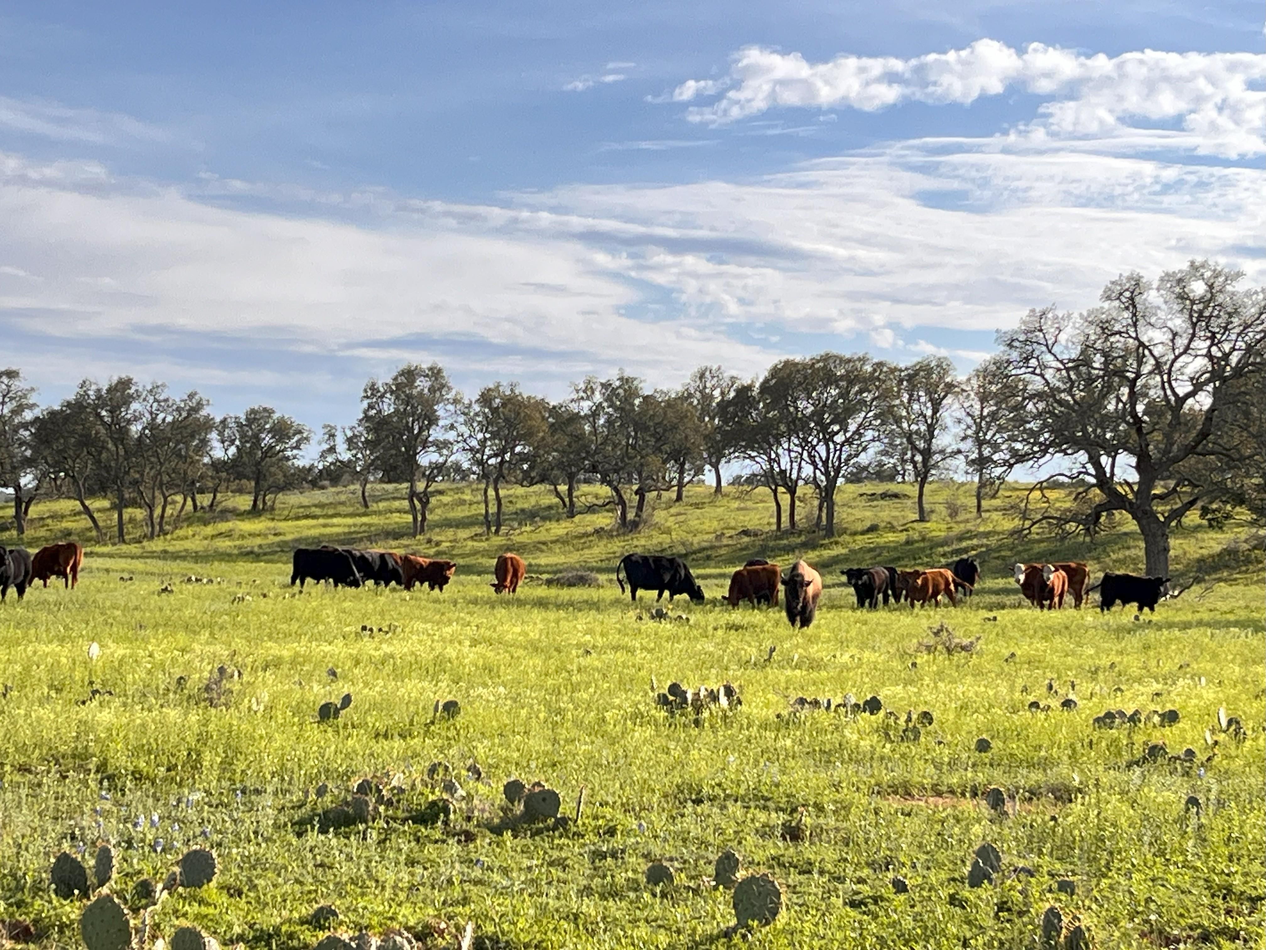 300 Pr 626, Brady, TX 76825 | Land.com