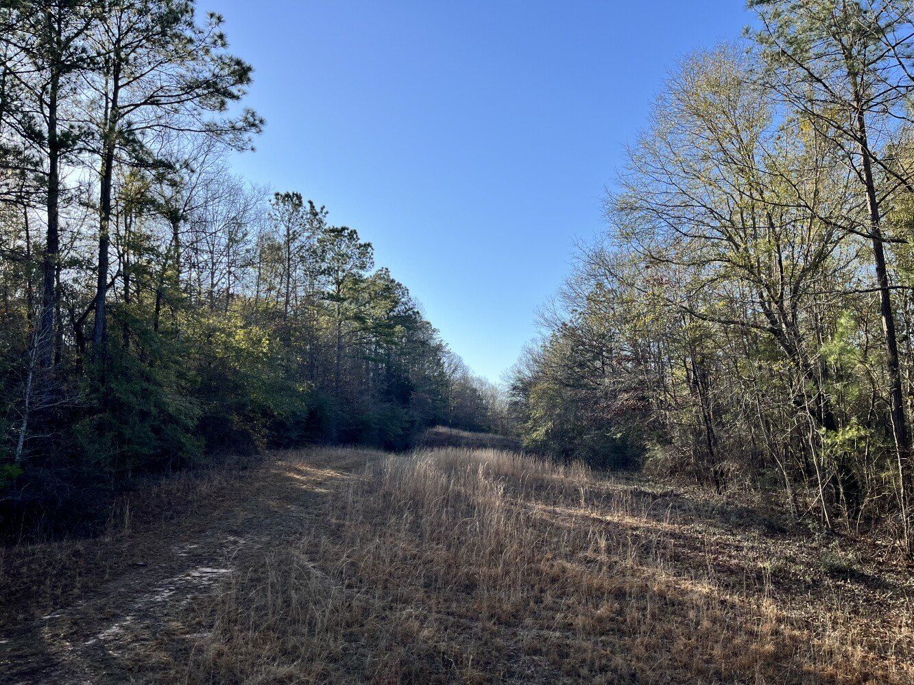 County Road 39, Selma, AL 36701 | MLS: 11535992 | Land.com