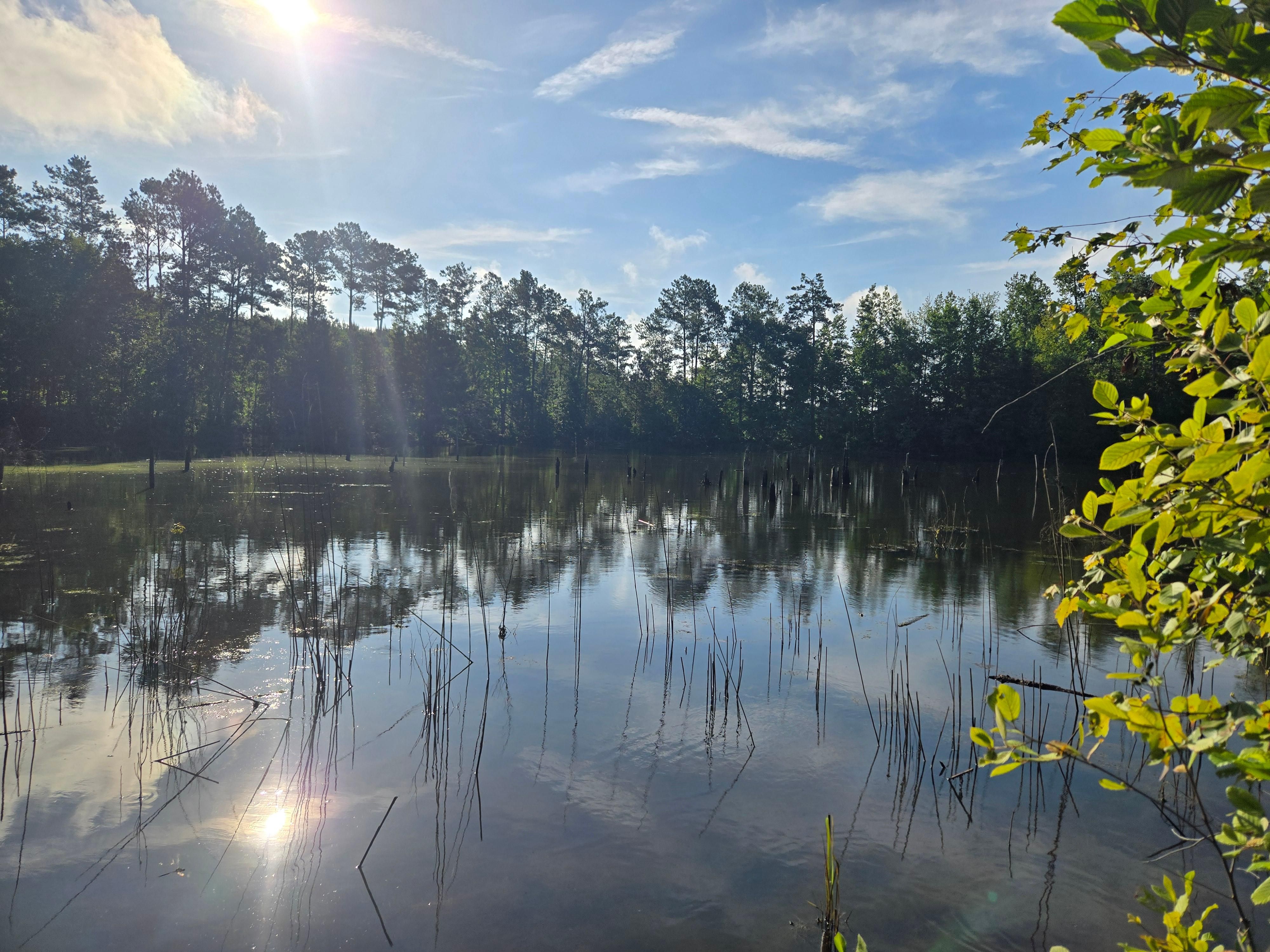 County Road 823, Wadley, AL 36278 | Land.com