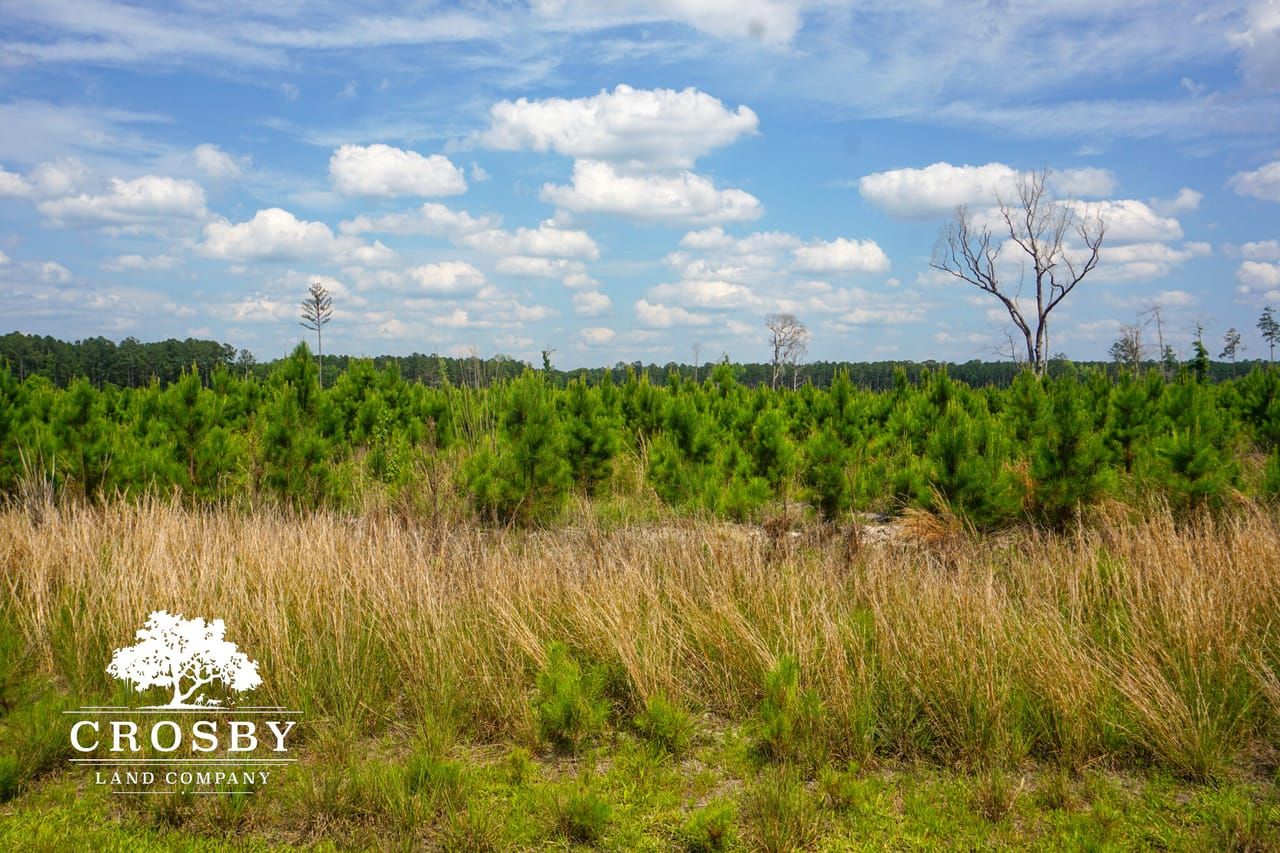 0 Colston Road, Ehrhardt, SC 29081 | Land.com