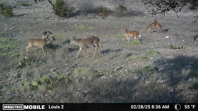 59.65 acres in Rocksprings, TX, 78880 | Land.com