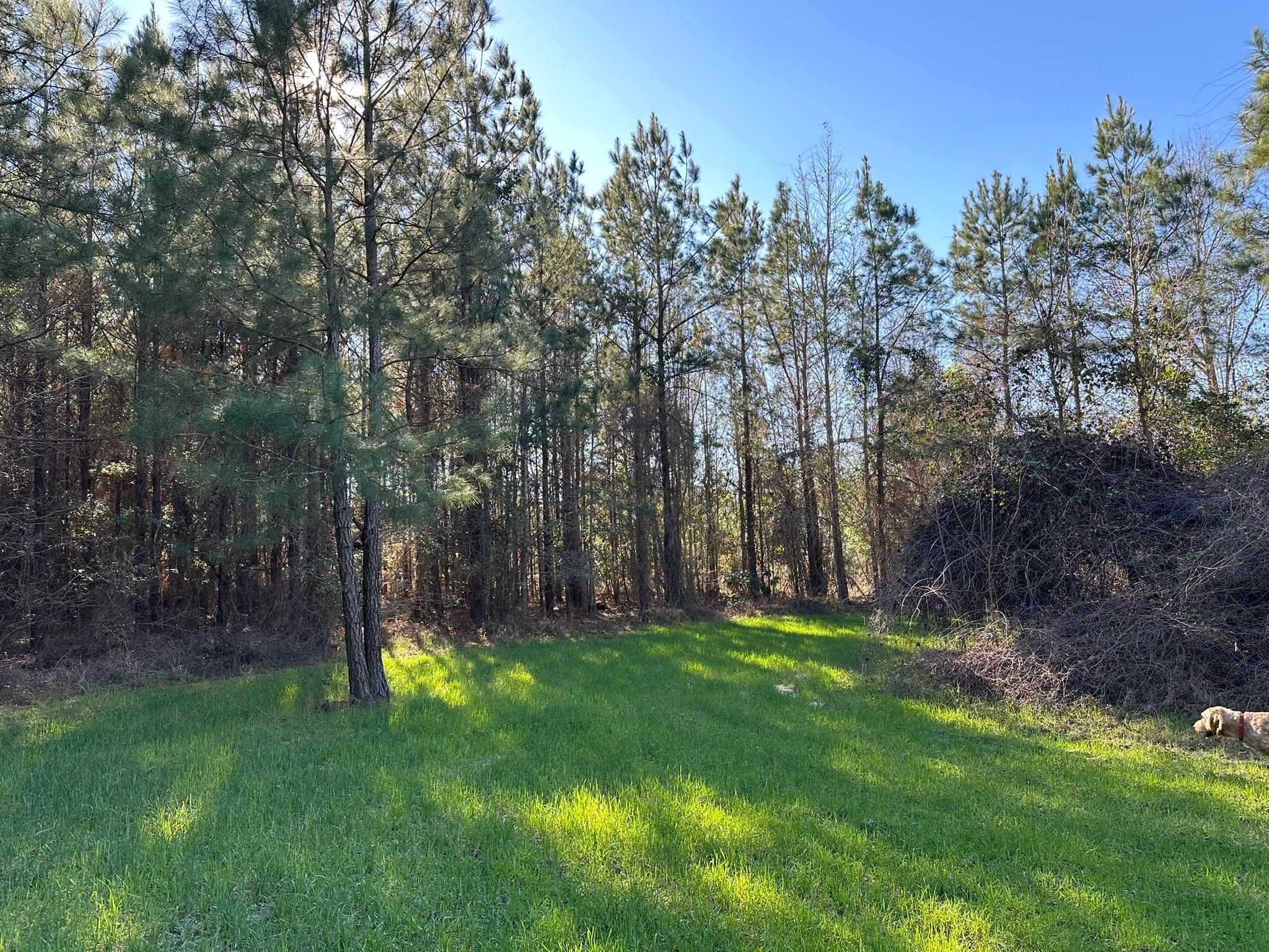 Mt Zion Rd, Gordon, AL 36343 | Land.com
