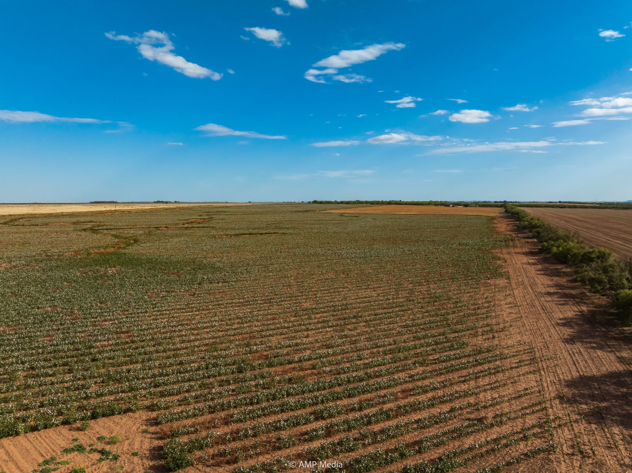 8291 County Road 432, Merkel, TX 79536 | Land.com