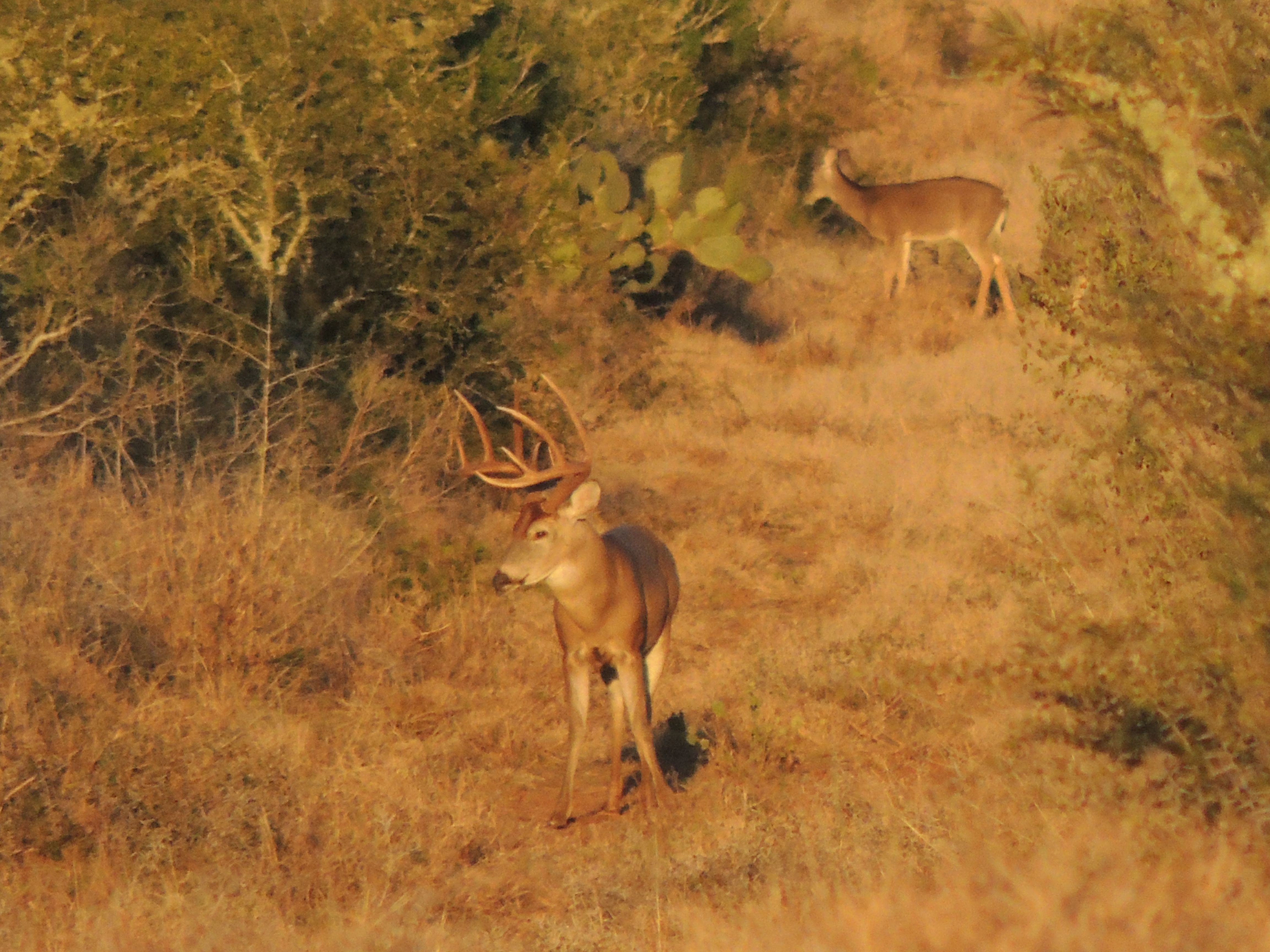 Welhousen Road, Bruni, TX 78344 | Land.com