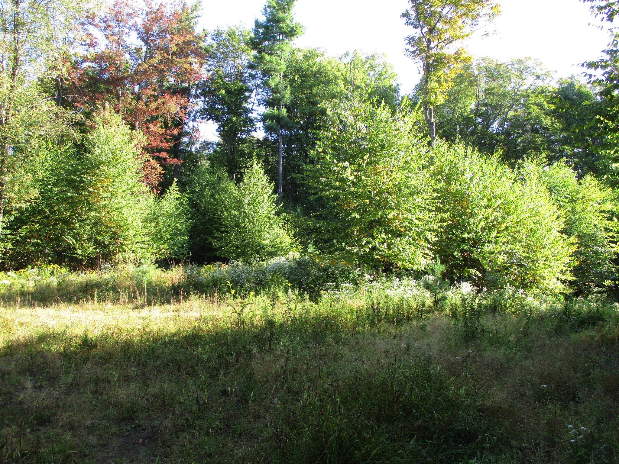 County Road 5, Bolivar, NY 14715 | MLS: 11628014 | Land.com