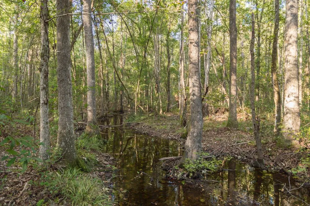 Timberland Properties for Sale in Clarendon County, South Carolina - 8 ...