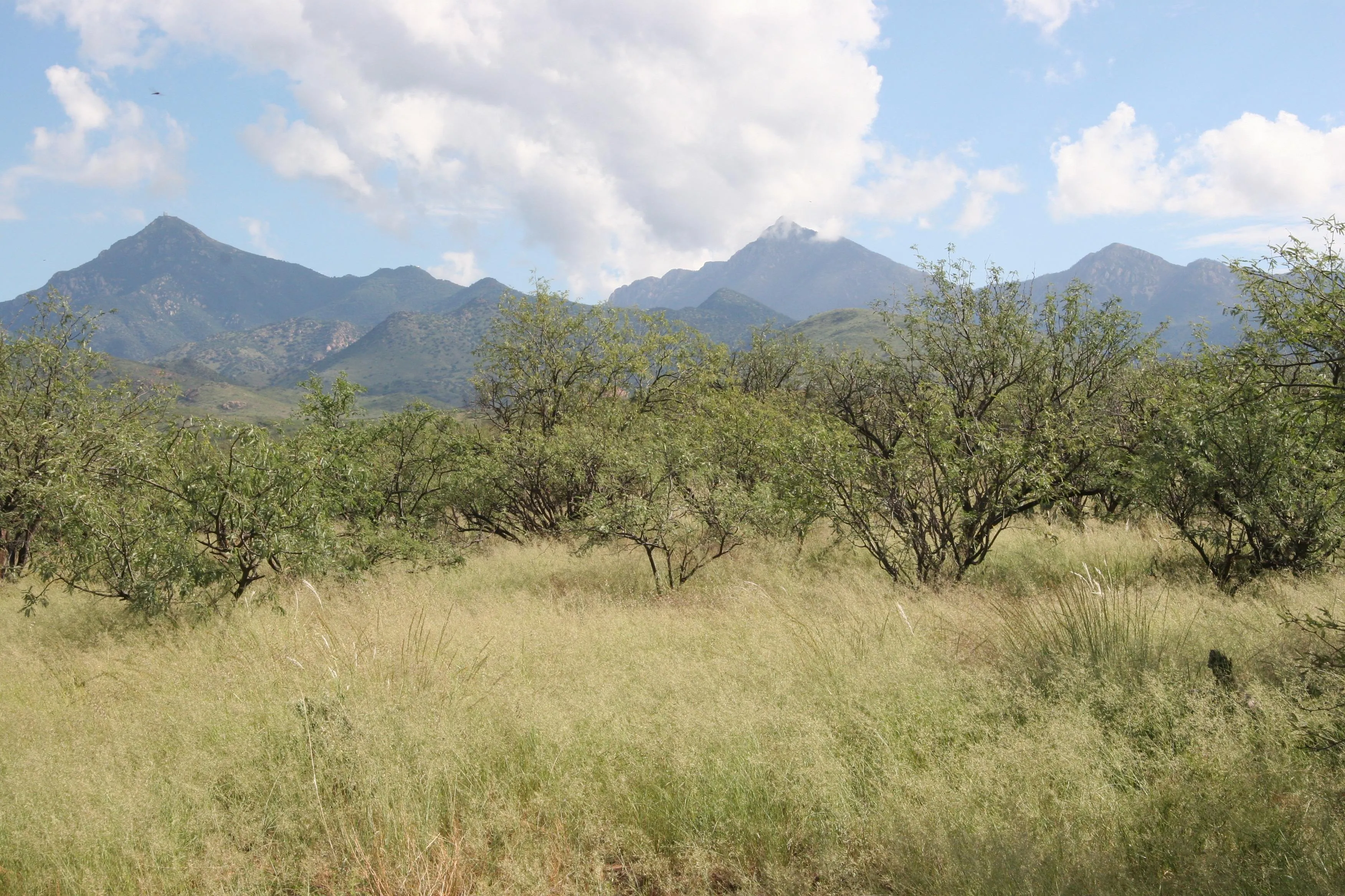 Ranches for Sale in Tucson & Southern Arizona Region - 41 Properties ...