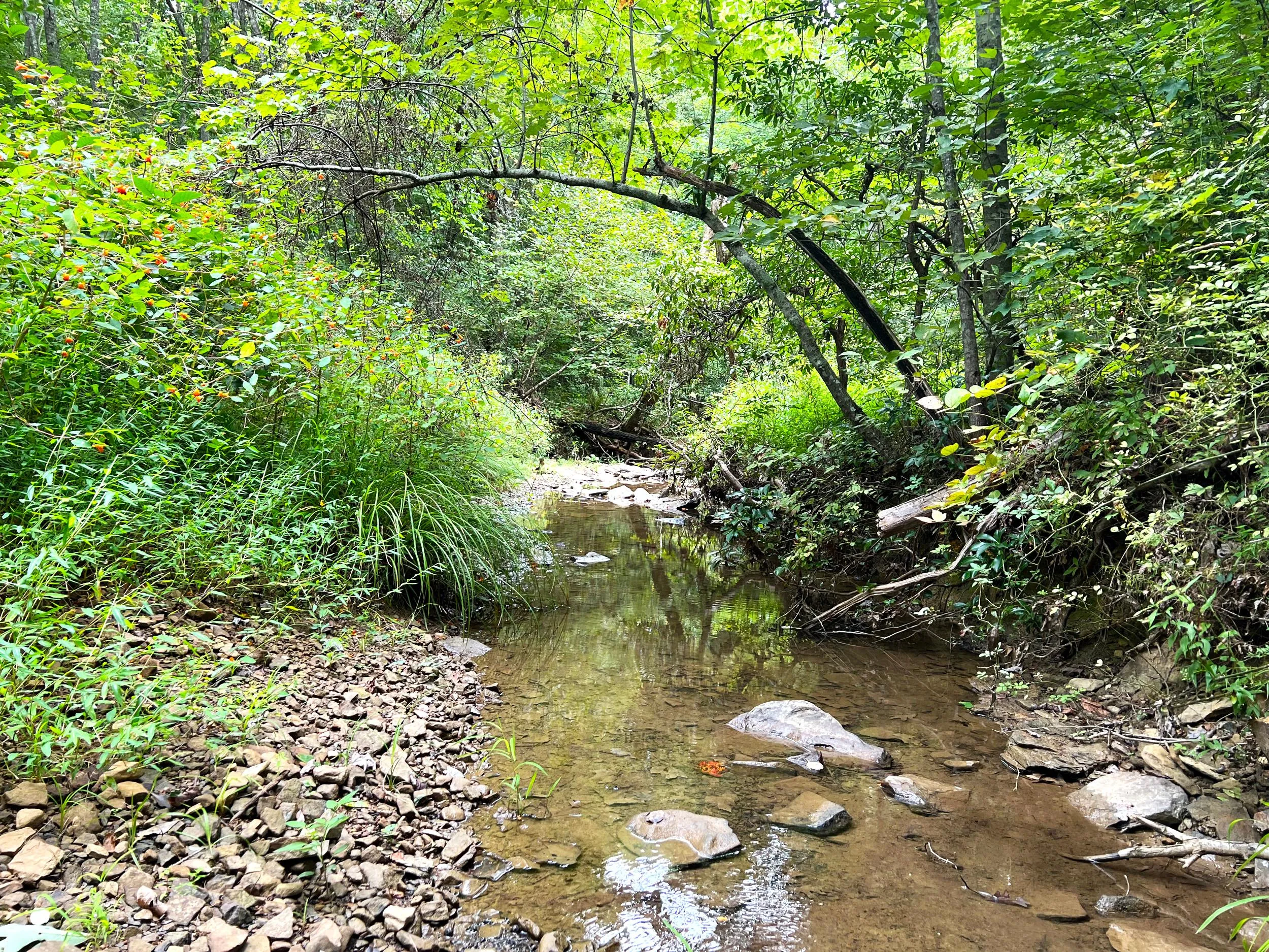 Land For Sale In Scott County Tennessee 103 Properties Land