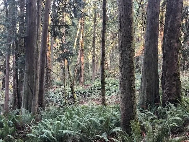 Land for Sale in Cowlitz County, Washington - 119 Properties - Land.com