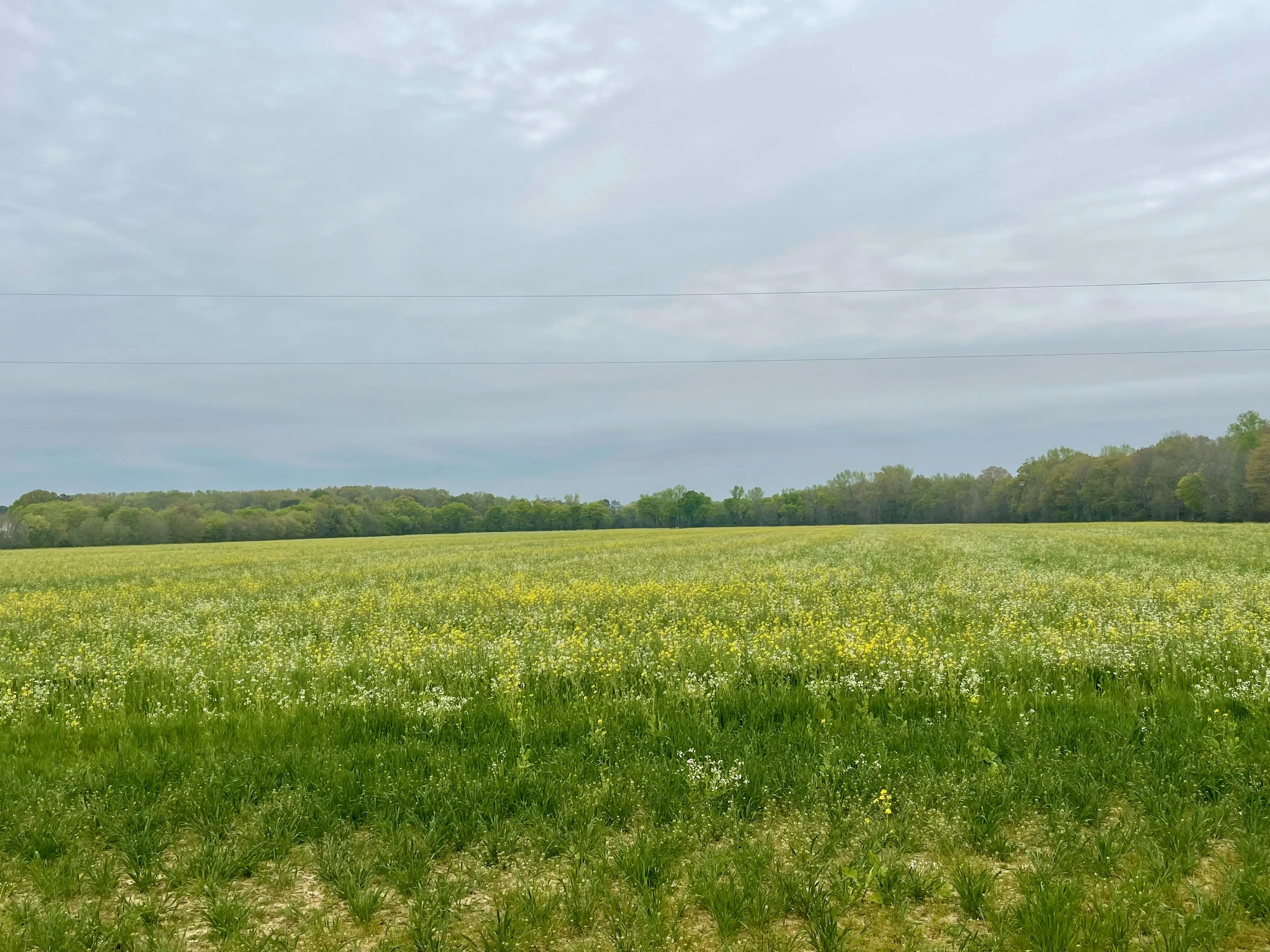 Land for Auction in Polk County, Georgia - 1 Properties - Land.com