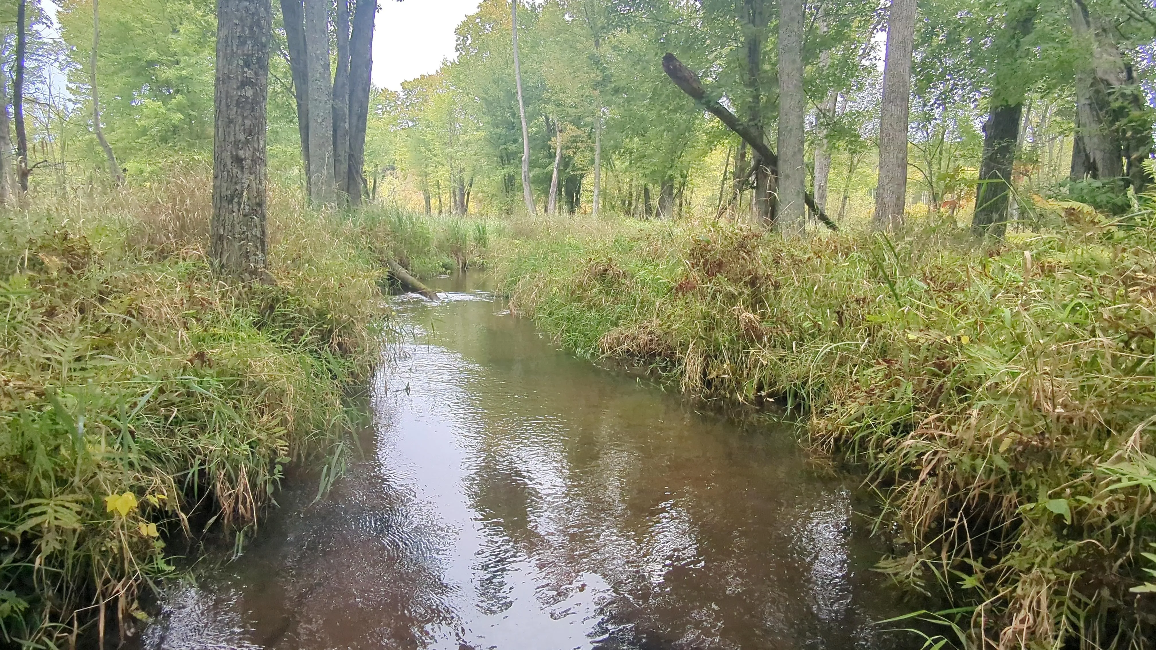 Land for Sale in Southwest Michigan Region over 30 Acres - 246 ...