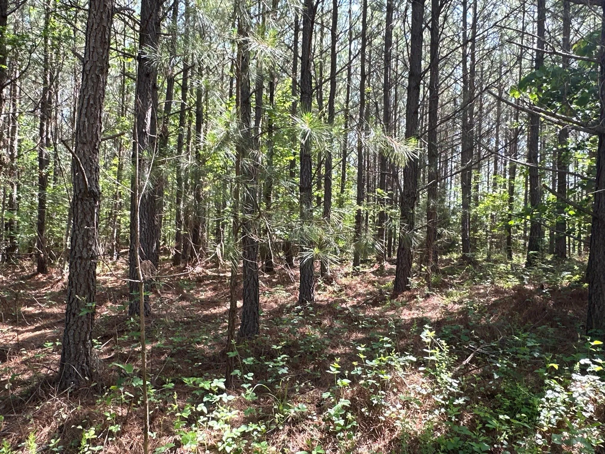 Land for Sale in Gretna, Virginia - 32 Properties - Land.com