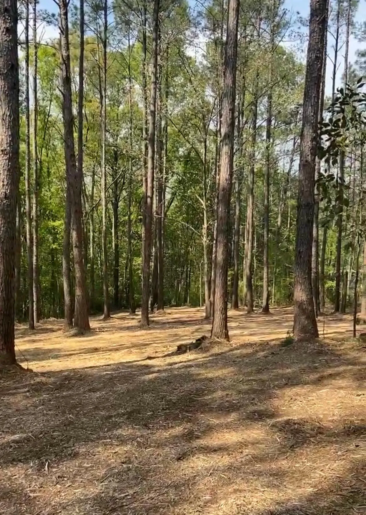 Timberland Properties for Sale in Cairo, Georgia - 2 Properties - Land.com