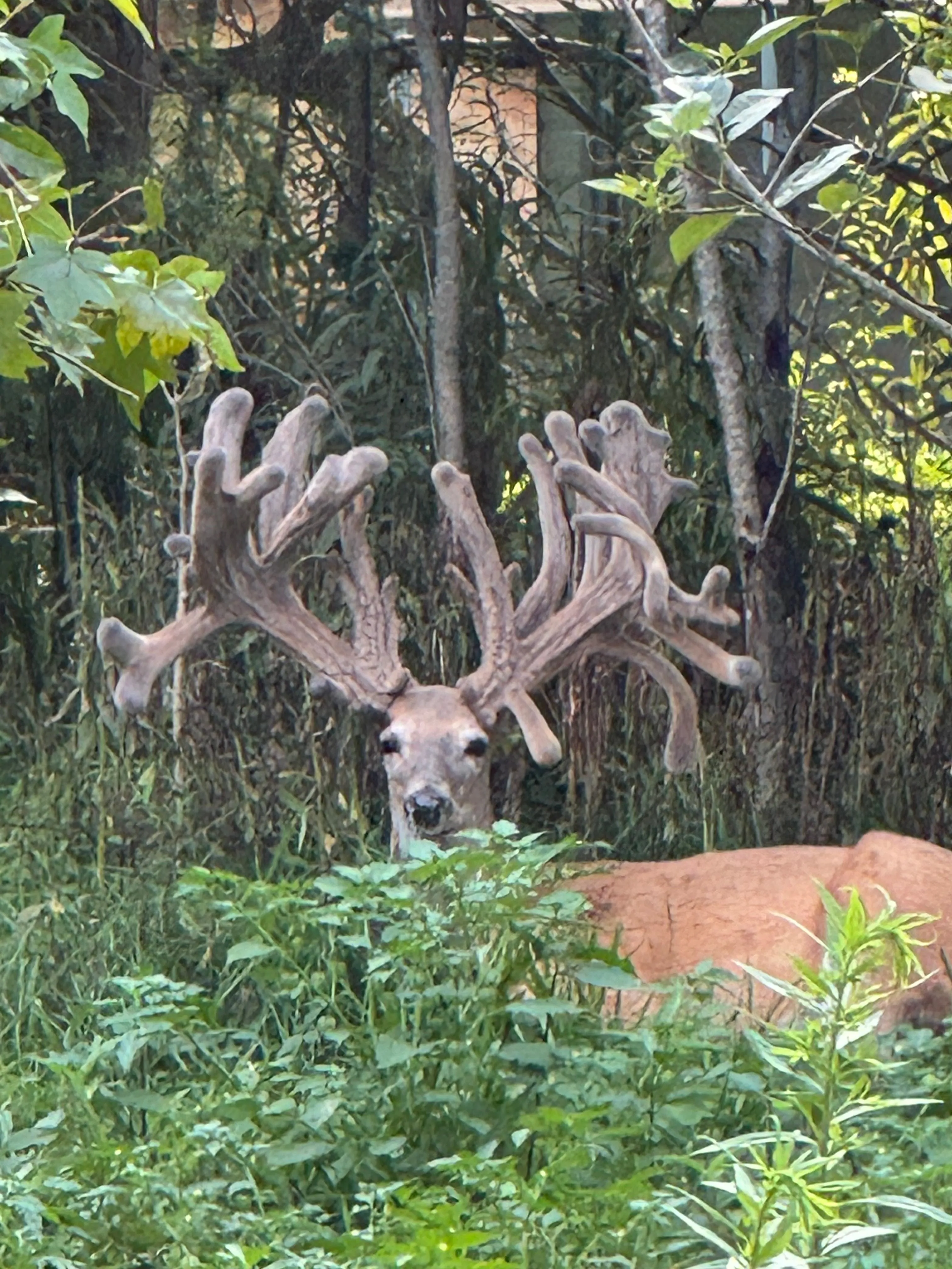 Timberland Properties for Sale in Illinois - 94 Properties - Land.com