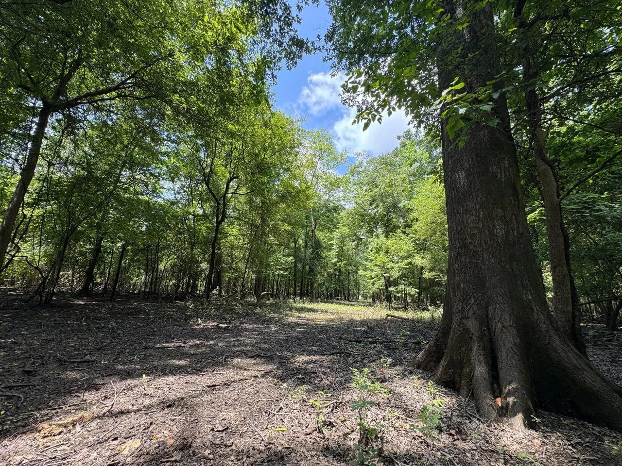 Hunting Land for Sale in Arkansas - 719 Properties - Land.com