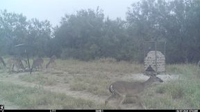 Land for Sale in San Isidro, Texas - 5 Properties - Land.com