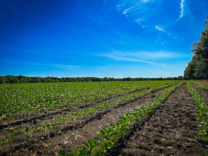 Land for Sale in Monroe County, Mississippi - 43 Properties - Land.com